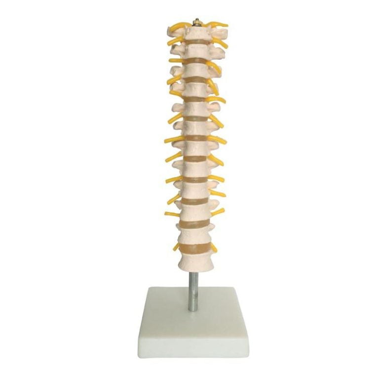 Torakal Omurga (Vertebra) Modeli Fiyatları ve Özellikleri