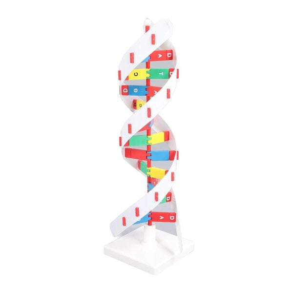DNA Modeli Fiyatları ve Özellikleri